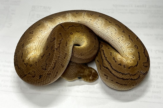 Cinnamon Pinstripe Clown Ball Python by Travis Whisler Reptiles