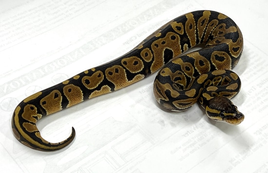 Het Monsoon Ball Python by Travis Whisler Reptiles