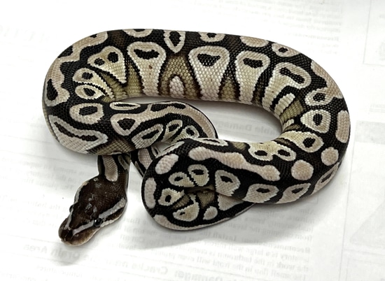 TSK Axanthic Mojave Possible Het Monsoon Clown Ball Python by Travis ...