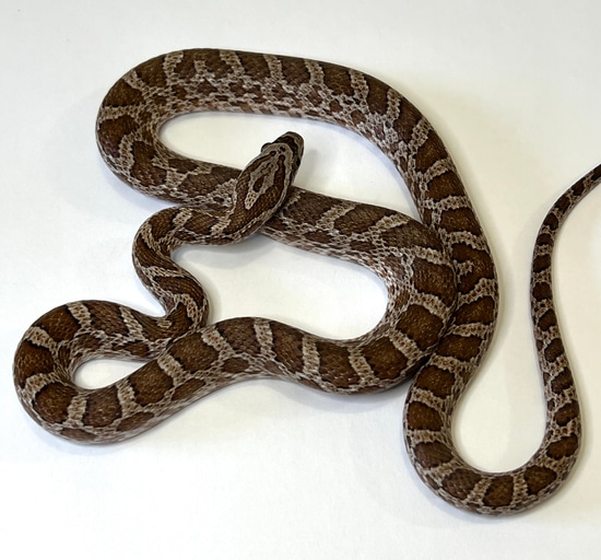 Emory's Other Rat Snake by Travis Whisler Reptiles