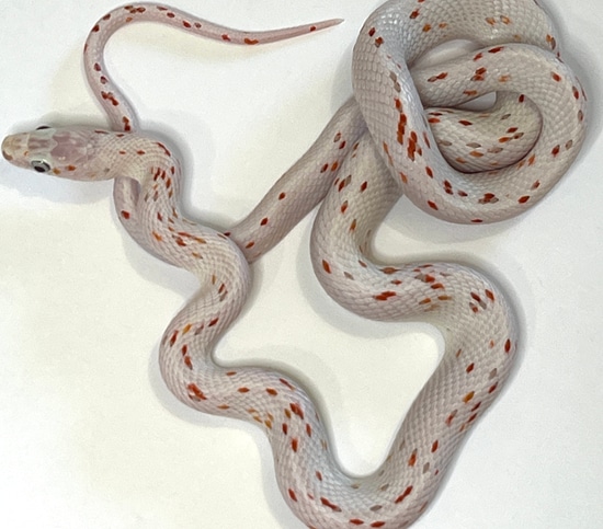 Palmetto Corn Snake by Travis Whisler Reptiles