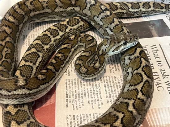 Brisbane Coastal Carpets Pair Coastal Carpet Python by Travis Whisler ...