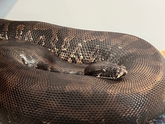 Sumatran Sumatran Short-Tailed Python by Travis Whisler Reptiles