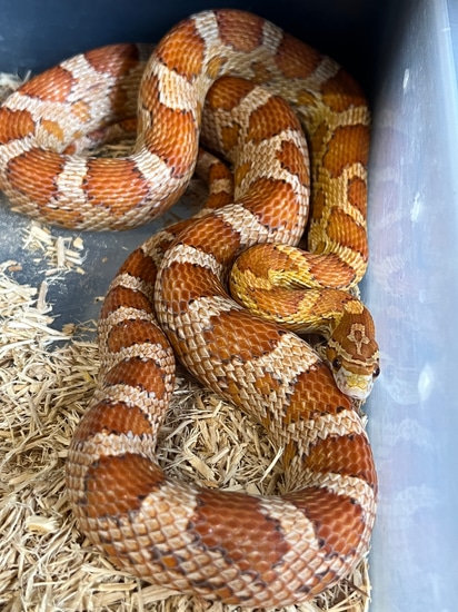 Ultramel Corn Snake by Travis Whisler Reptiles
