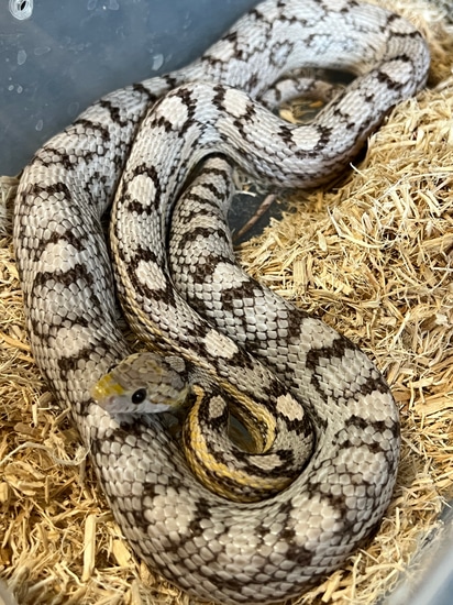 Ultramel Anery Motley Corn Snake by Travis Whisler Reptiles