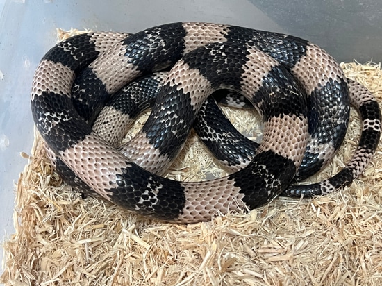Anery Het Snow Honduran Milk Snake by Travis Whisler Reptiles