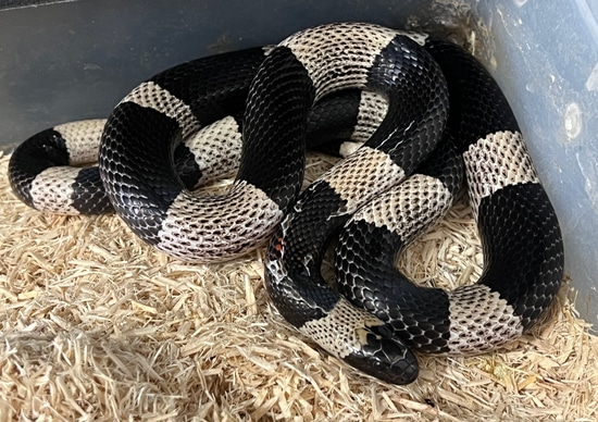 Oreo Pueblan Milk Snake by Travis Whisler Reptiles
