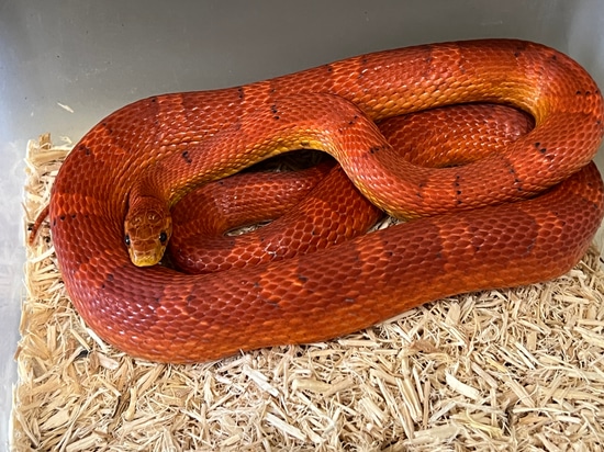 Sunkissed Blood Corn Snake by Travis Whisler Reptiles