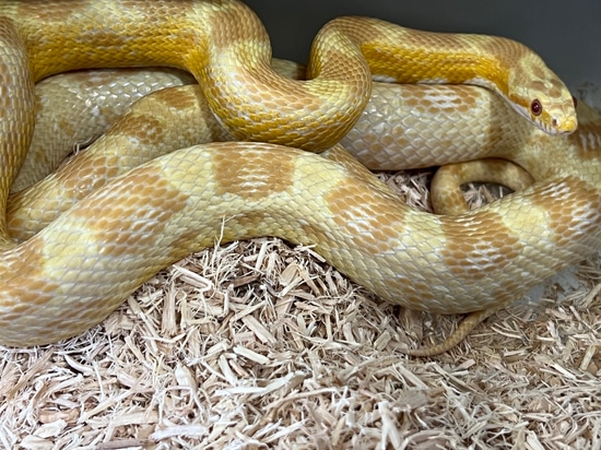 Butter Corn Snake by Travis Whisler Reptiles