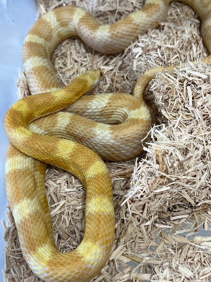 Saffron Corn Snake by Travis Whisler Reptiles