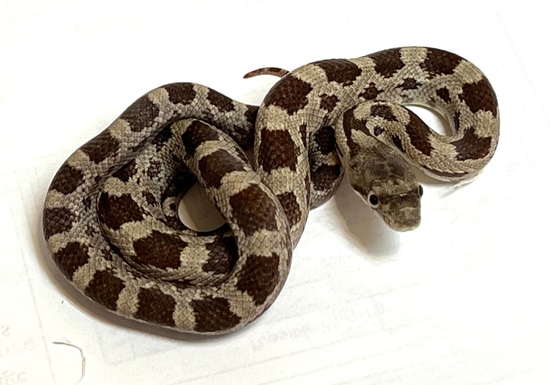 Rusty Western Rat Snake by Travis Whisler Reptiles