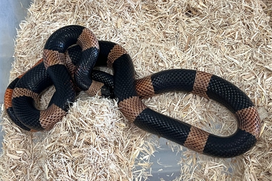 Bi-Color Pueblan Pueblan Milk Snake by Travis Whisler Reptiles