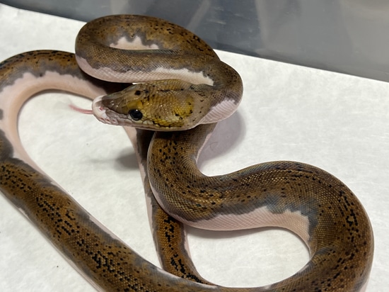 Pied Het Albino Reticulated Python by Travis Whisler Reptiles