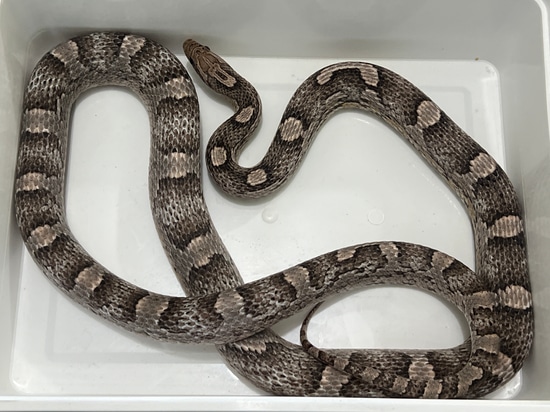 Granite Trio Corn Snake by Travis Whisler Reptiles