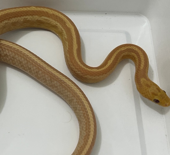 Topaz Tessera Corn Snake by Travis Whisler Reptiles