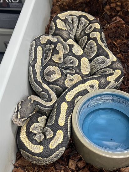 Hypo Ball Python by Travis Whisler Reptiles