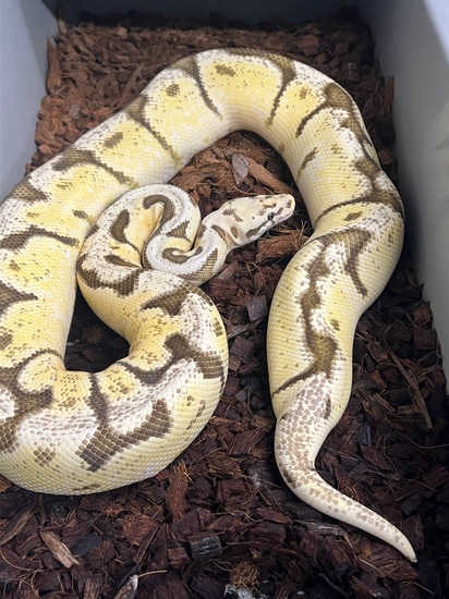 FireBee Het Clown Ball Python by Travis Whisler Reptiles