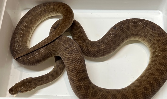 Children's Children's Python by Travis Whisler Reptiles