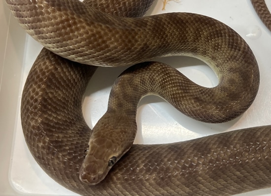 Children's Children's Python by Travis Whisler Reptiles