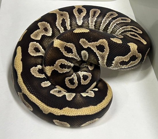 Chocolate Leopard Mojave Ball Python by Travis Whisler Reptiles