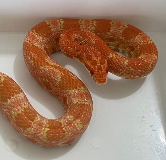Mandarin Corn Snake by Travis Whisler Reptiles