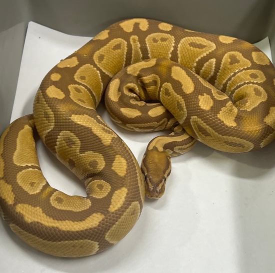 Ultramel Ball Python by Travis Whisler Reptiles