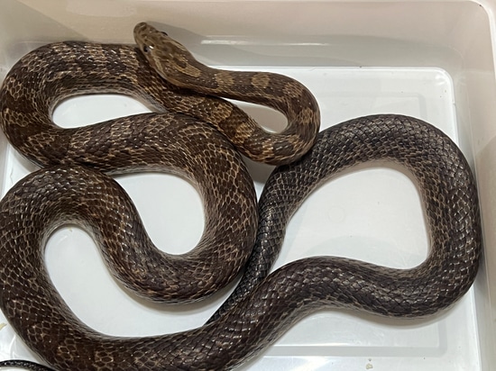 Chocolate Emory's Other Rat Snake by Travis Whisler Reptiles