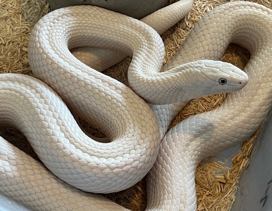 Leucistic Black Western Rat Snake by Travis Whisler Reptiles