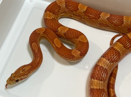 Ultramel Creamsicle Het Striped Sunkissed Corn Snake by Travis Whisler ...