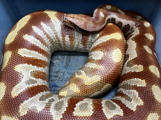 T+ Albino Blood Python by Travis Whisler Reptiles