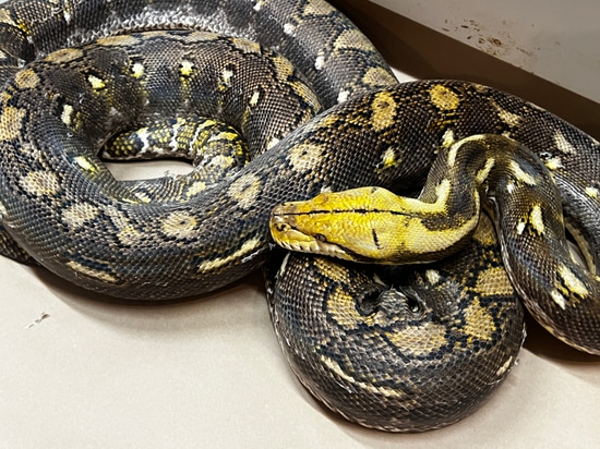Phantom Reticulated Python by Travis Whisler Reptiles