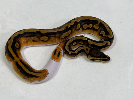 Pied Het Lavender Ball Python by Travis Whisler Reptiles