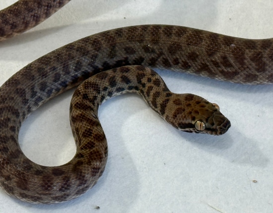 Children's Python by Travis Whisler Reptiles