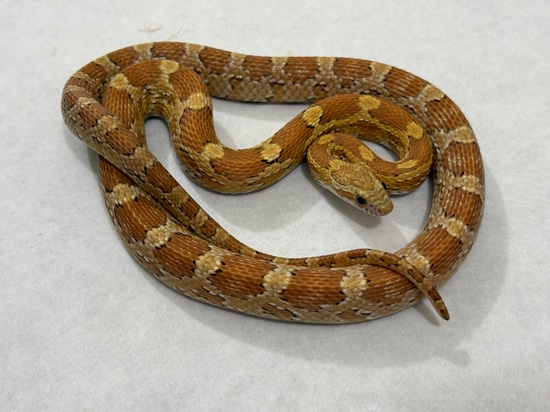 Topaz Het Lavender Corn Snake by Travis Whisler Reptiles