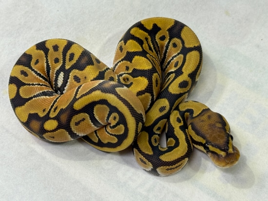Hypo OD Ball Python by Travis Whisler Reptiles