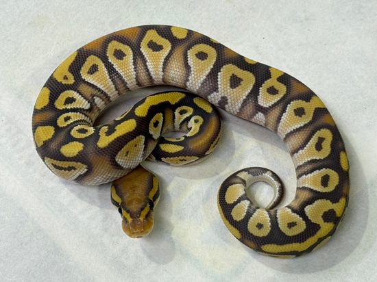 Hypo Mojave Ball Python by Travis Whisler Reptiles