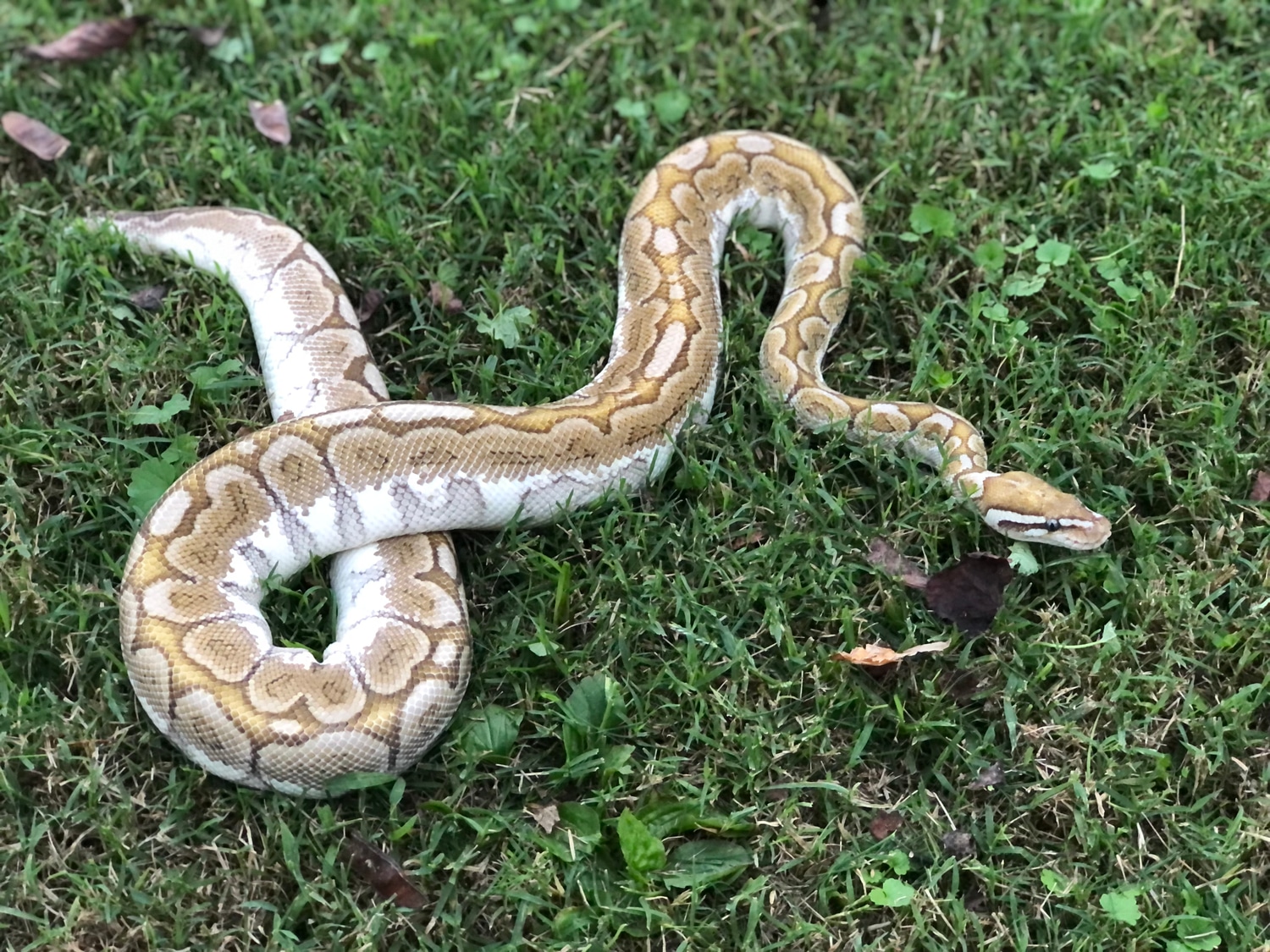 Female Bamboo Het Red Axanthic Ball Python by Blair’s Balls - MorphMarket