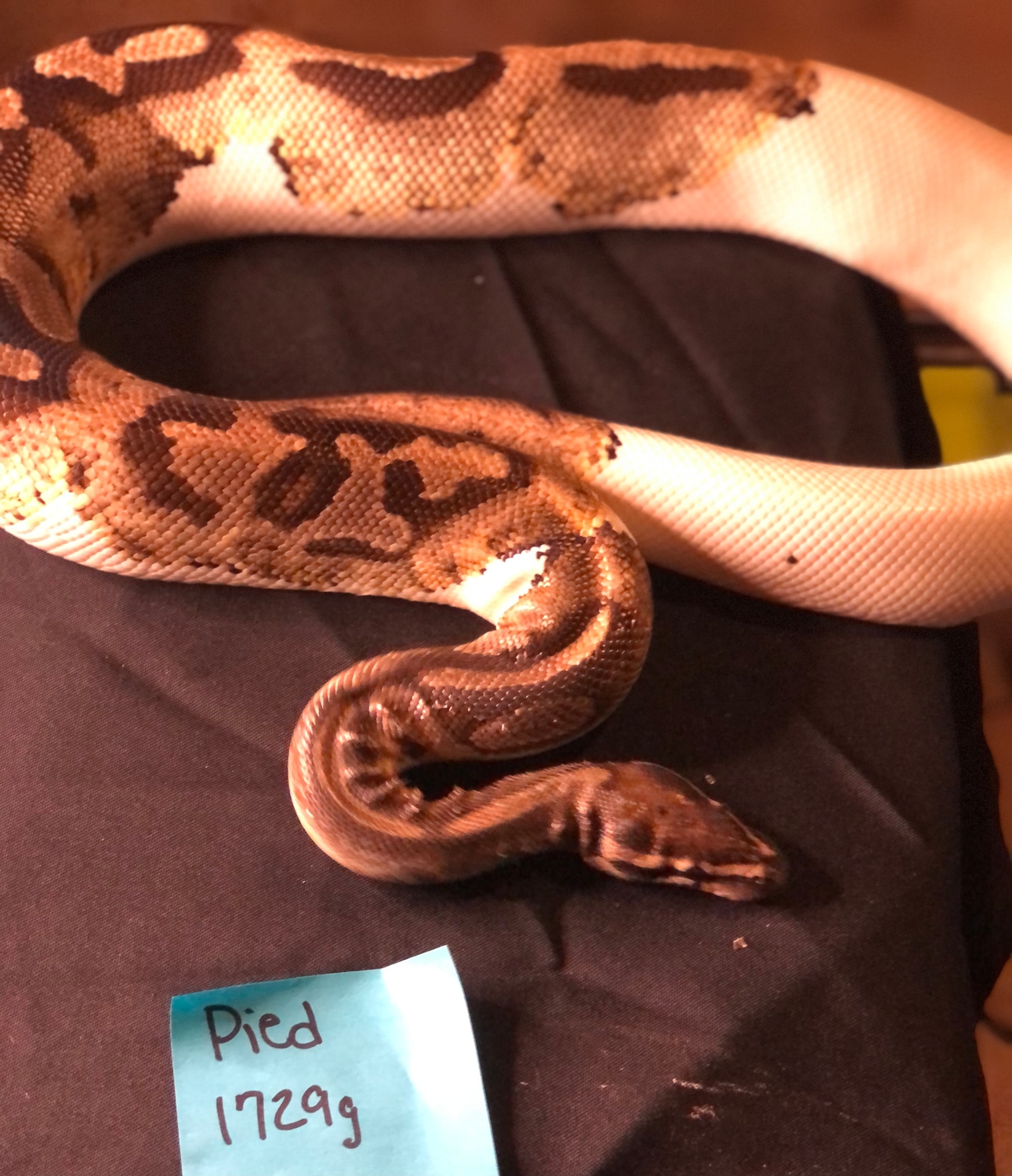 Pied Ball Python by Blair’s Balls - MorphMarket