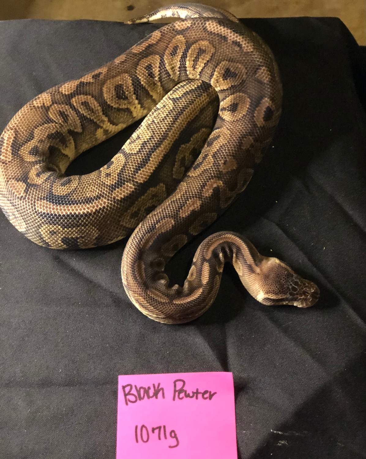 Black Pewter Ball Python by Blair’s Balls - MorphMarket