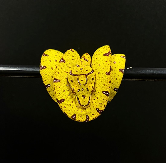 USCBB Melanistic Designer Green Tree Python by Texas Chondros