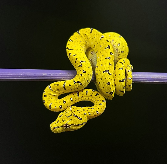 Calico X Lereh Green Tree Python by Texas Chondros