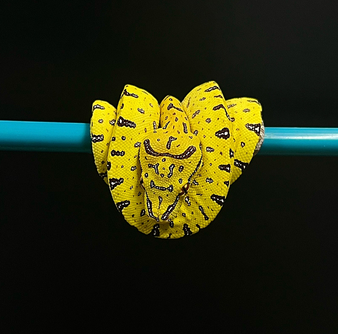 Calico X Lereh Green Tree Python by Texas Chondros - MorphMarket