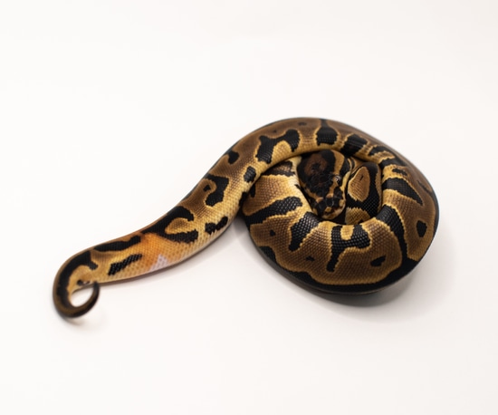 Leopard Het Clown **Ringer On Tail** Ball Python by Trophy Xotics