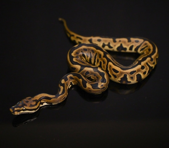 **30% OFF SALE**Spotnose Leopard Het Clown Ball Python by Trophy Xotics