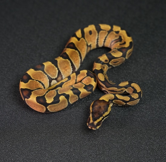 Enchi Het Rainbow 66% Het Hypo Ball Python by Trophy Xotics