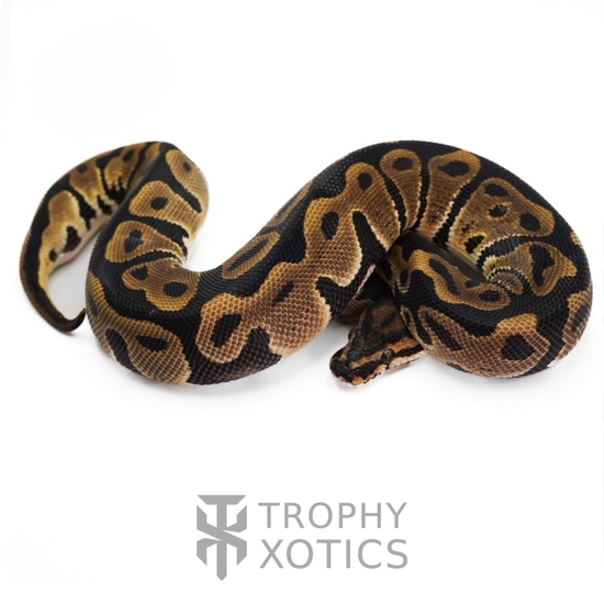 Leopard Het Clown Ball Python by Trophy Xotics