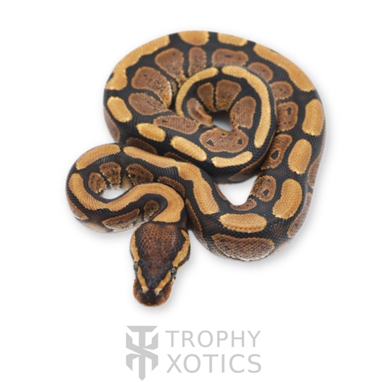 Red Stripe 100% Het Hypo Ball Python by Trophy Xotics