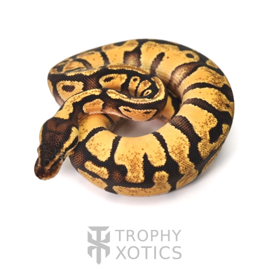 Pastel Enchi (OD) 100% Het Pied Ball Python by Trophy Xotics