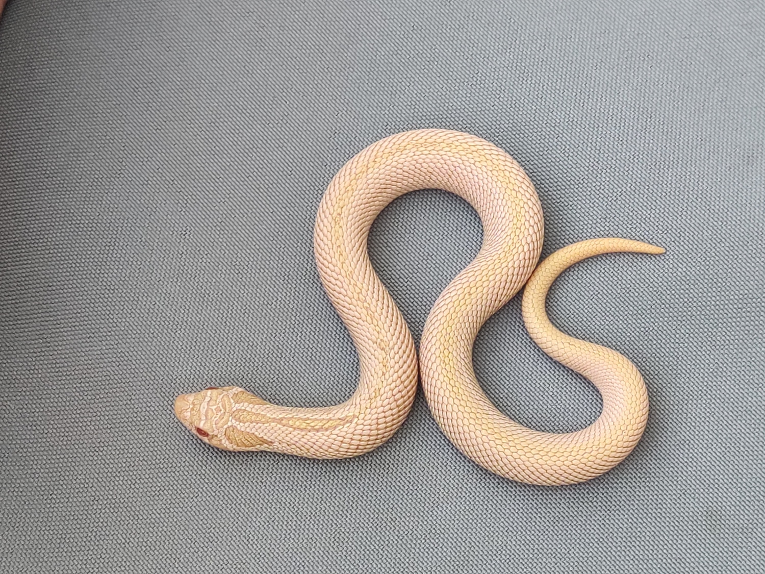 Arctic Albino Super Conda Western Hognose by Dynamic Hogs - MorphMarket