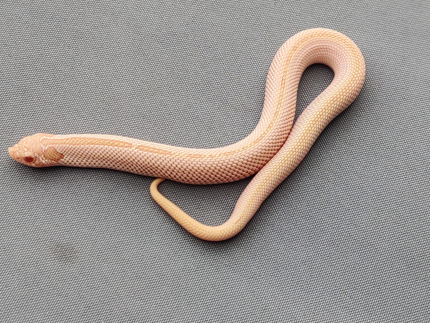 Arctic Albino Super Conda Western Hognose by Dynamic Hogs - MorphMarket